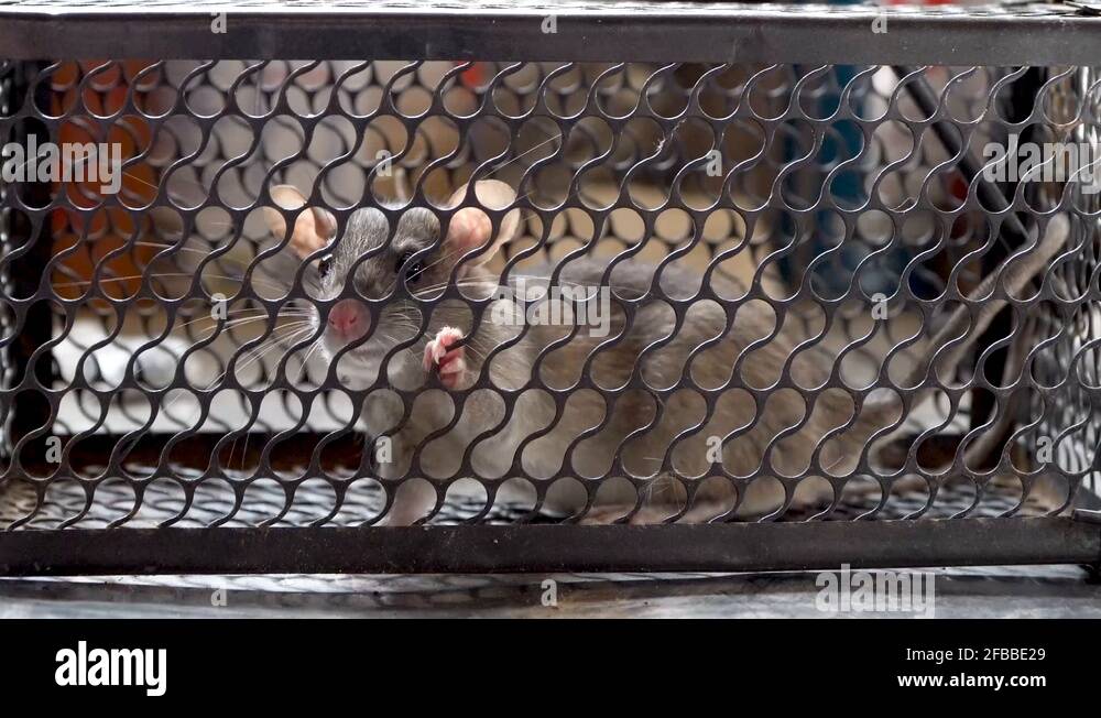 Trapped humane trap Stock Videos & Footage - HD and 4K Video Clips - Alamy