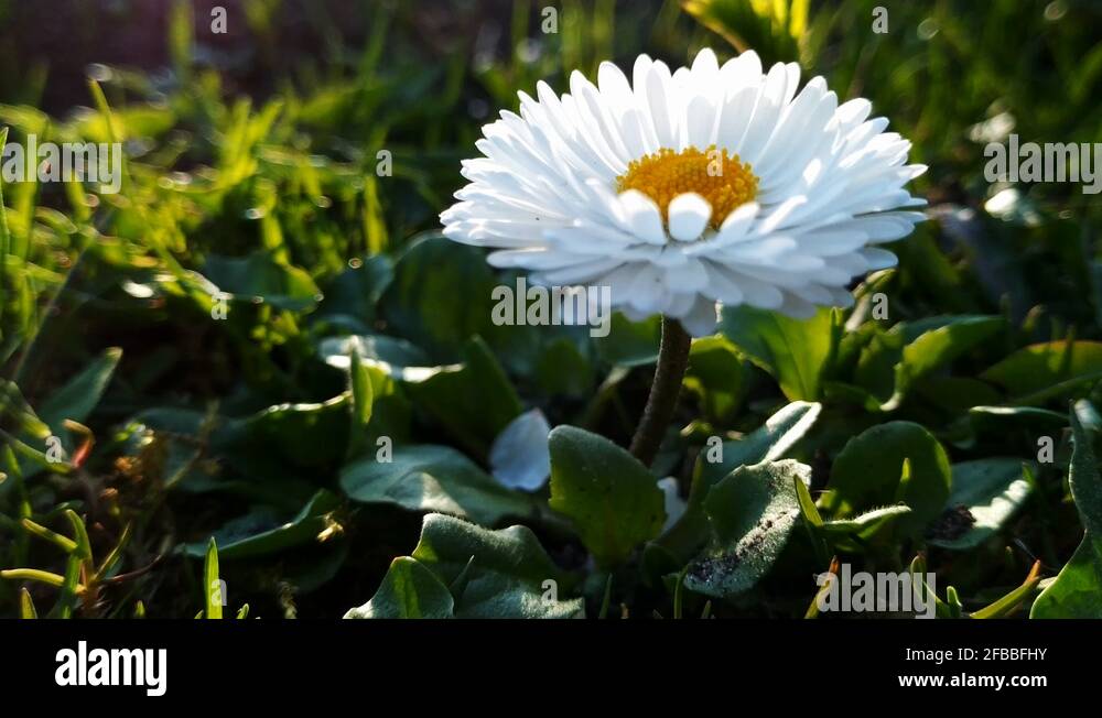 Common daisy in bloom Stock Videos & Footage - HD and 4K Video Clips ...