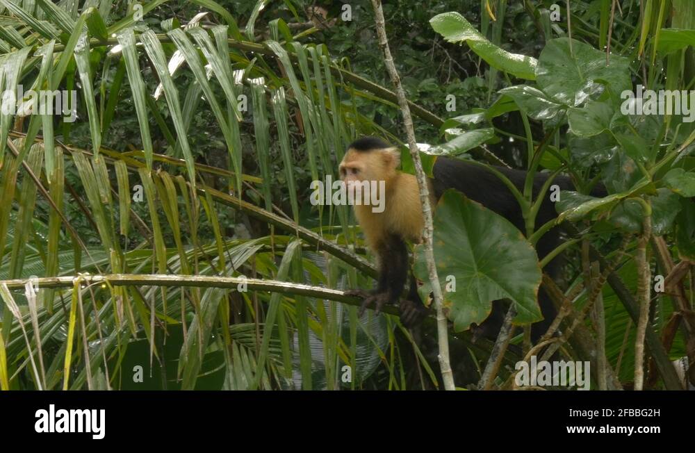 Monkey specimen Stock Videos & Footage - HD and 4K Video Clips - Alamy