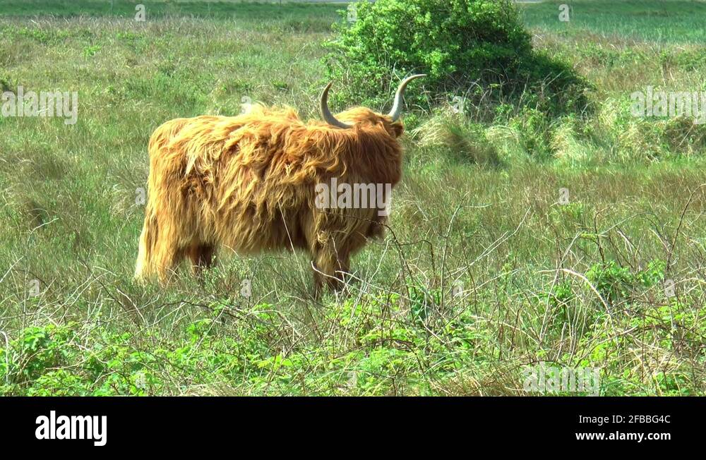 Hairy cow woolly highland cattle Stock Videos & Footage - HD and 4K ...