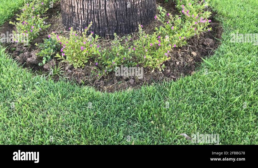 Palm trees flowers grass Stock Videos & Footage - HD and 4K Video Clips ...