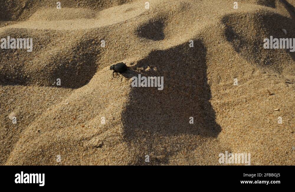 Beetle on the beach Stock Videos & Footage - HD and 4K Video Clips - Alamy