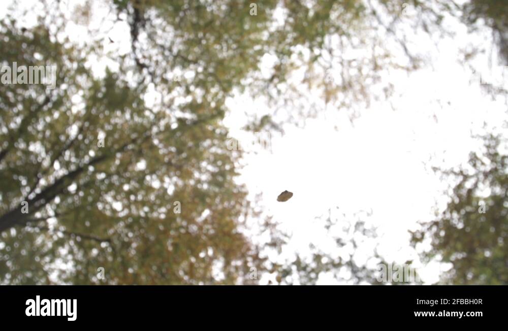 Leaf falling from tree Stock Videos & Footage - HD and 4K Video Clips ...