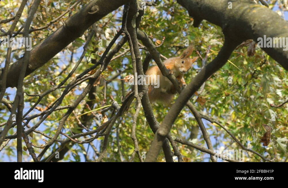 Creeps up trees Stock Videos & Footage - HD and 4K Video Clips - Alamy
