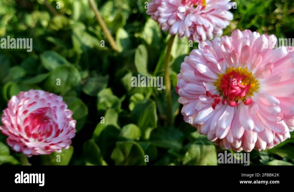 White or pink patch Stock Videos & Footage - HD and 4K Video Clips - Alamy