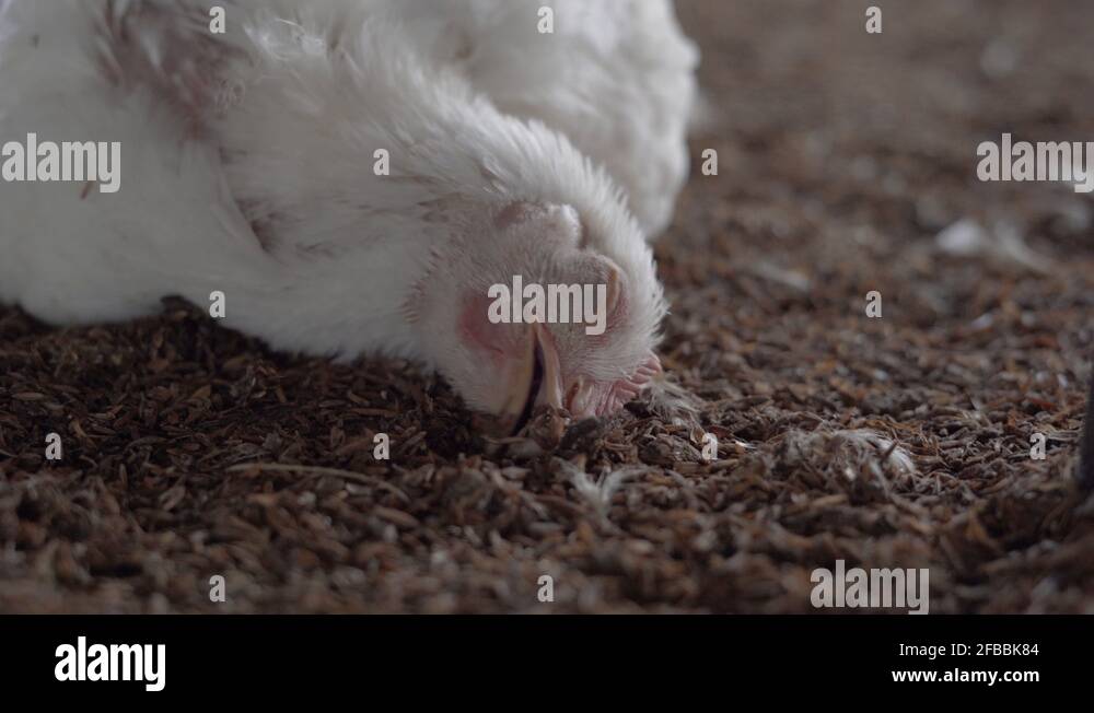 Death of a chicken Stock Videos & Footage - HD and 4K Video Clips - Alamy