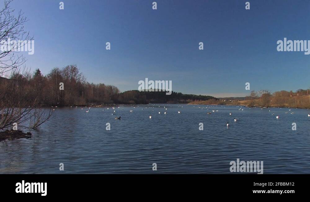 Bird sanctuary nature reserve Stock Videos & Footage - HD and 4K Video ...