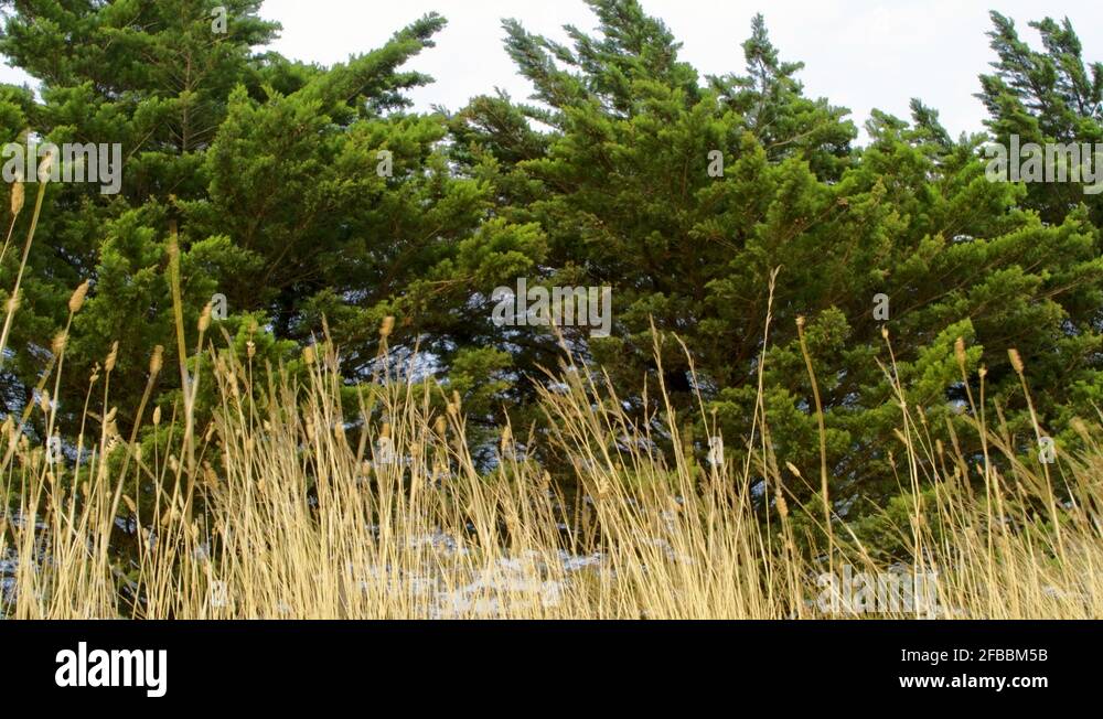 Australian native grass tree Stock Videos & Footage - HD and 4K Video ...