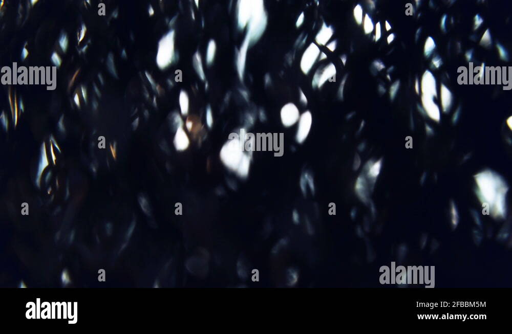 Scary alien forest. Dark mysterious burned forest landscape Stock Video ...