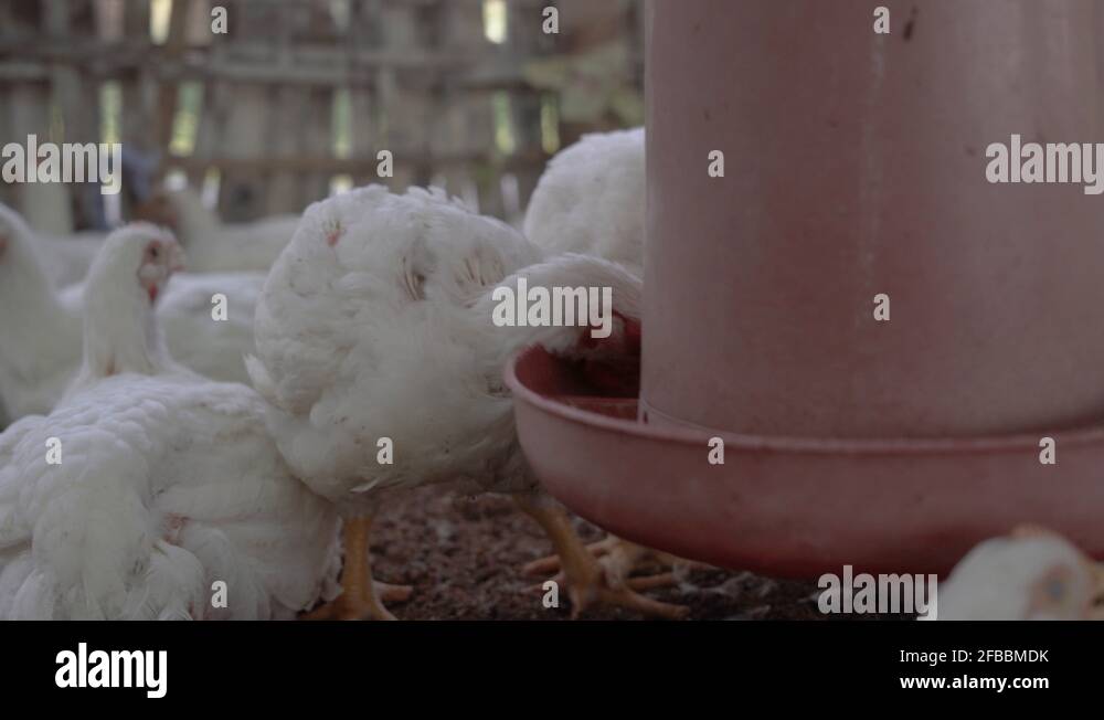 Poultryfarms Stock Videos & Footage - HD and 4K Video Clips - Alamy