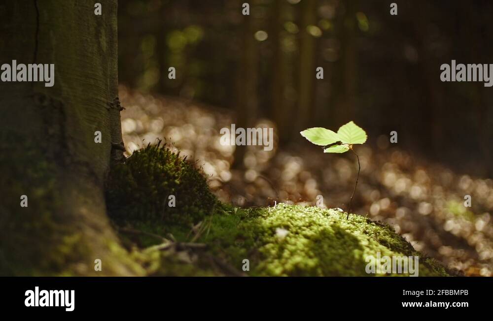 Little twig Stock Videos & Footage - HD and 4K Video Clips - Alamy