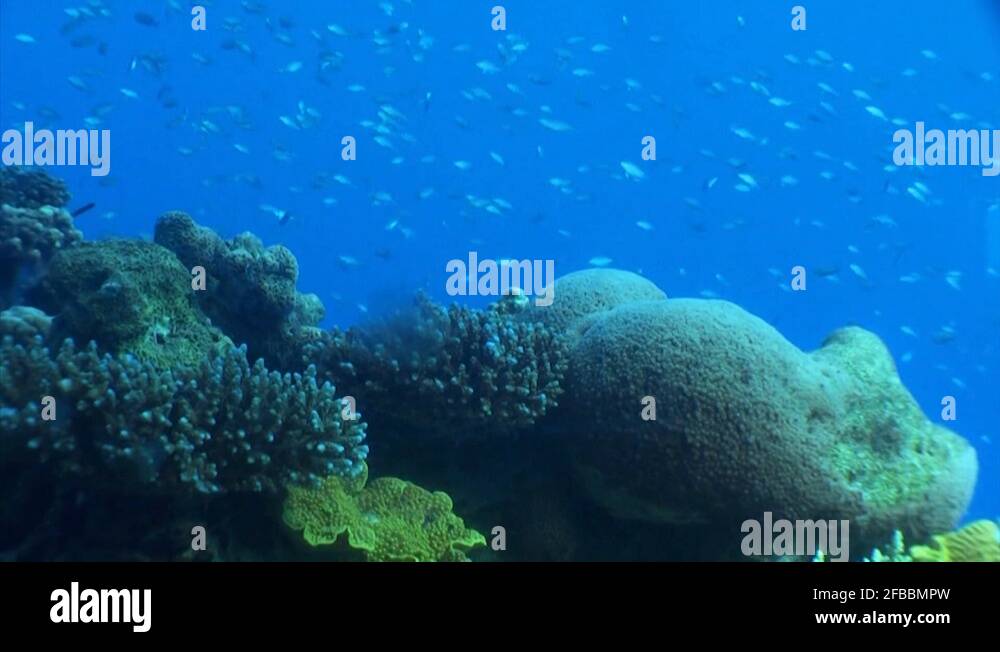 Coral polyp swimming Stock Videos & Footage - HD and 4K Video Clips - Alamy