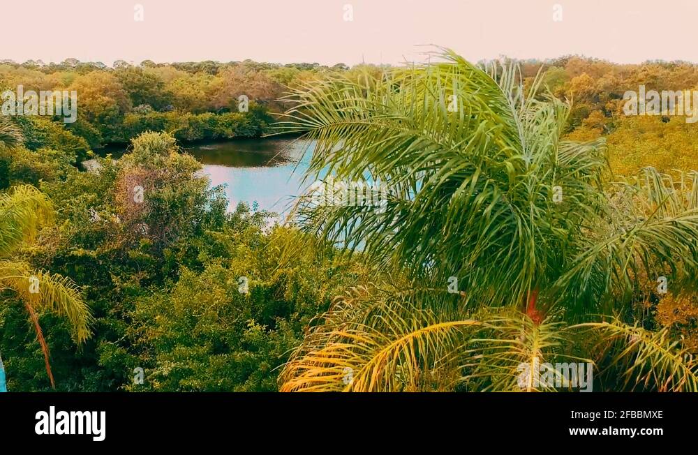 Bird of paradise trail Stock Videos & Footage - HD and 4K Video Clips ...