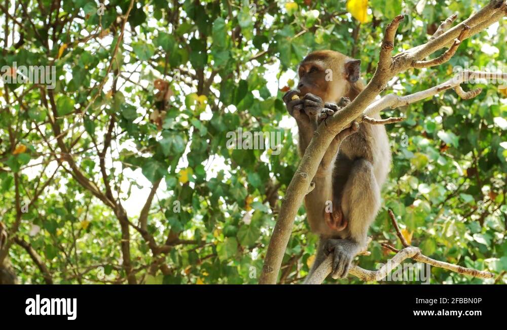 Monkey hanging on the tree Stock Videos & Footage - HD and 4K Video ...