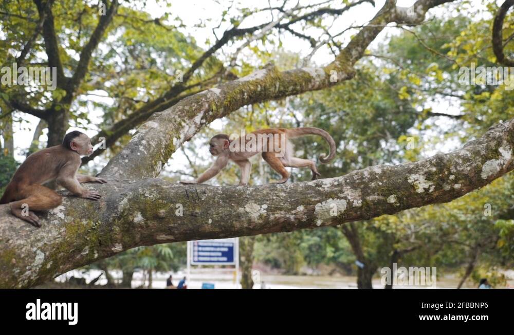 Baby monkeys fighting Stock Videos & Footage - HD and 4K Video Clips ...