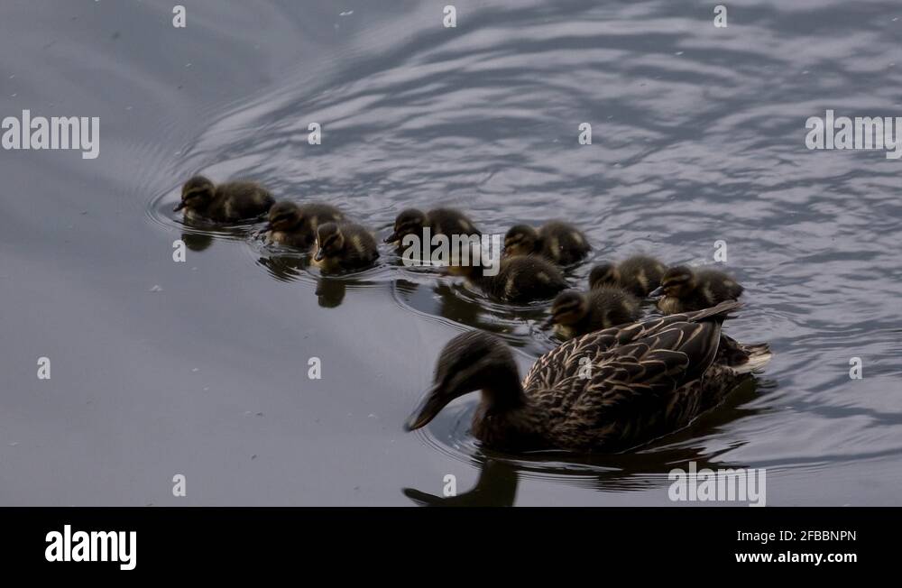 Duckling eating insects Stock Videos & Footage - HD and 4K Video Clips ...
