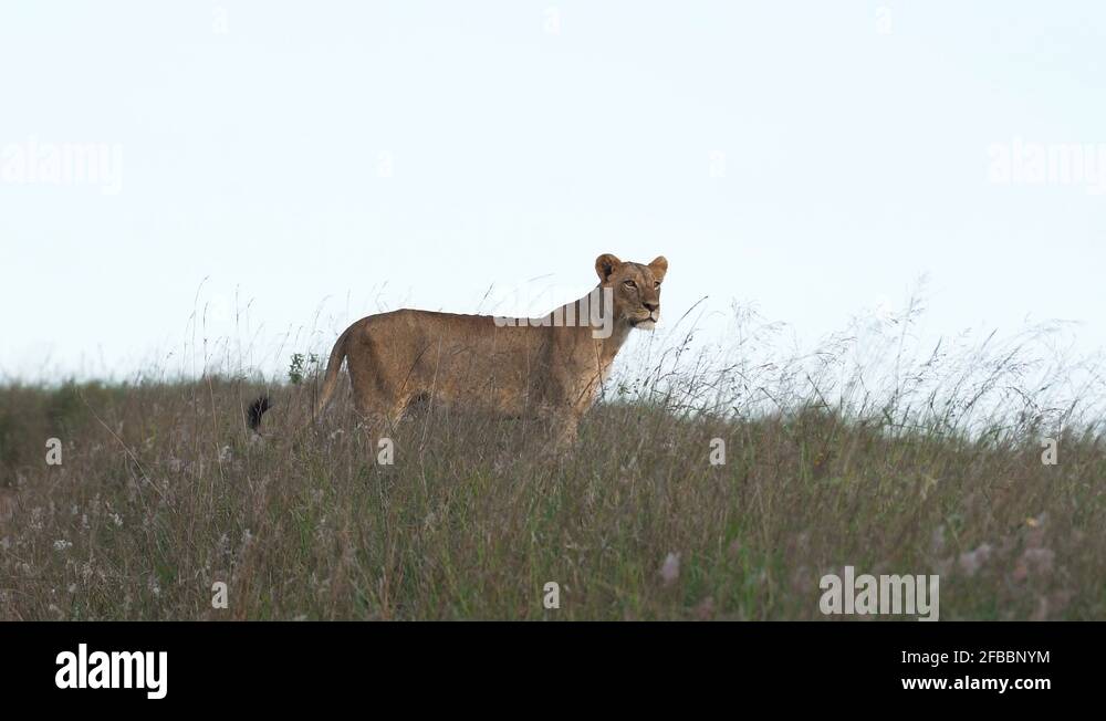 Gazing lion Stock Videos & Footage - HD and 4K Video Clips - Alamy