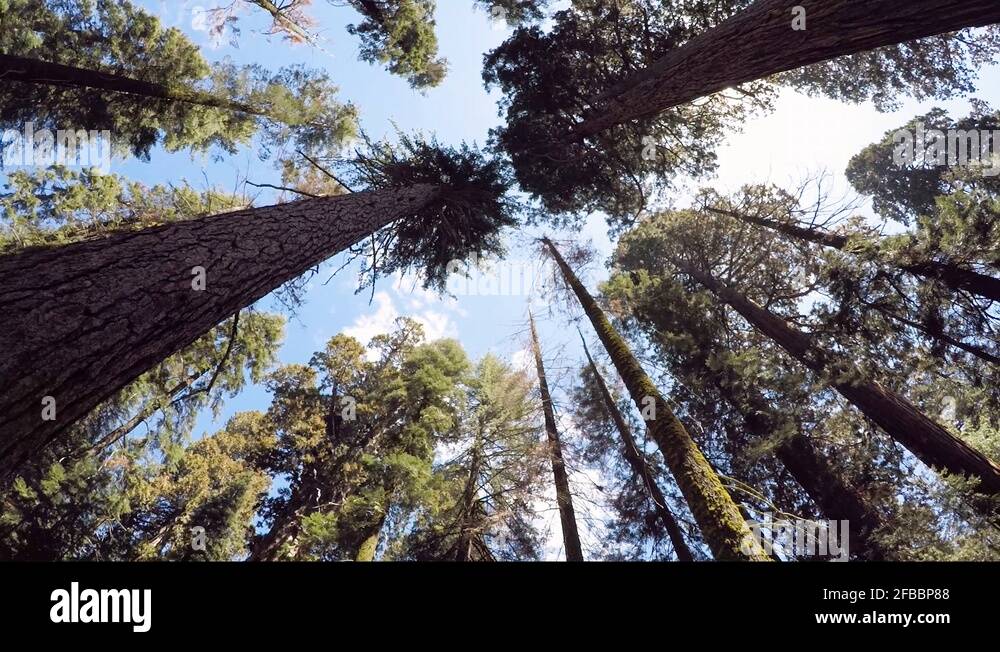Giant sequoia trees in sequoia Stock Videos & Footage - HD and 4K Video ...