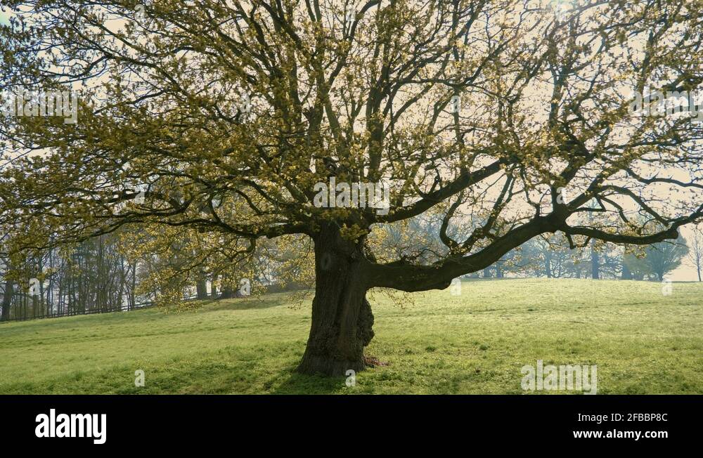 Windsor great park landscape Stock Videos & Footage - HD and 4K Video ...