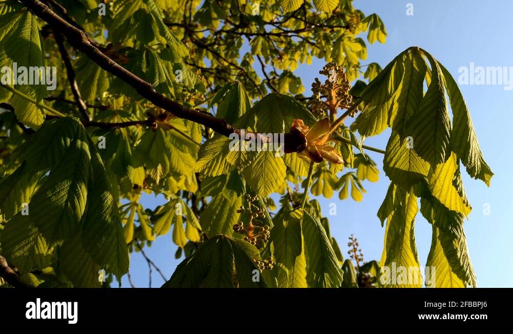Branches of beech chestnut tree, native to temperate regions of ...