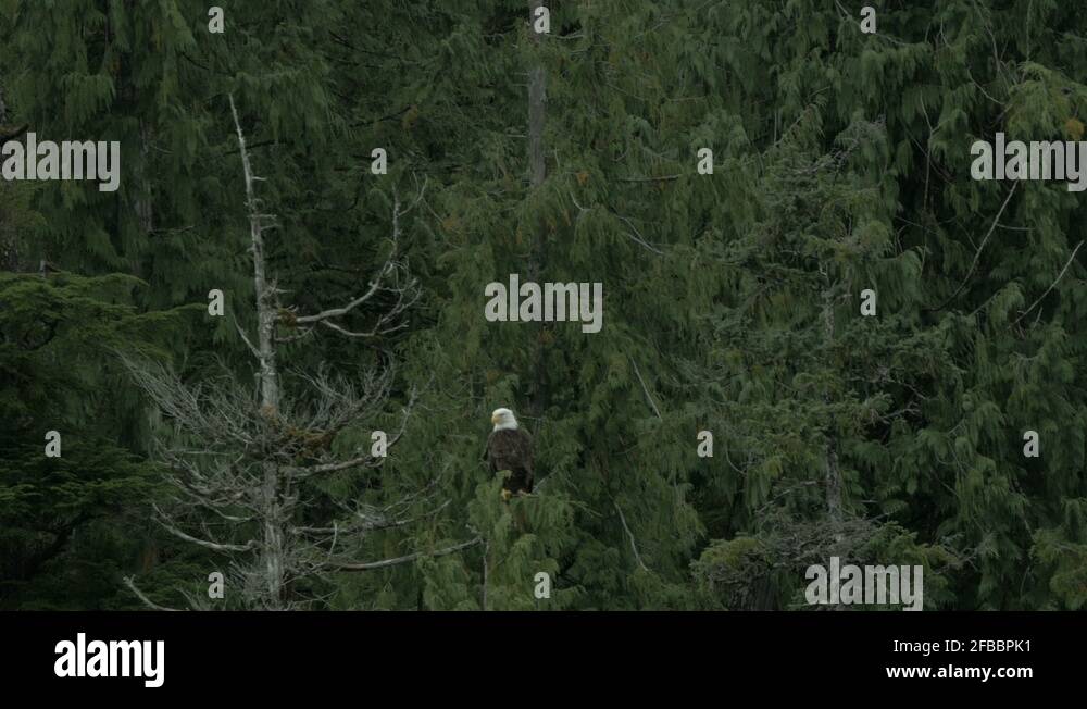 Alaskan raptor Stock Videos & Footage - HD and 4K Video Clips - Alamy