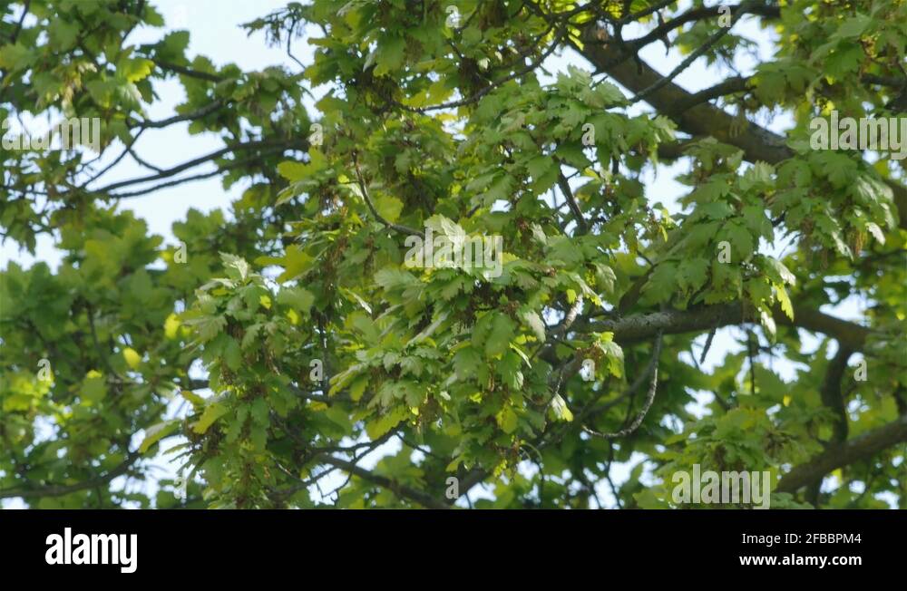 Oak tree ecosystem Stock Videos & Footage - HD and 4K Video Clips - Alamy