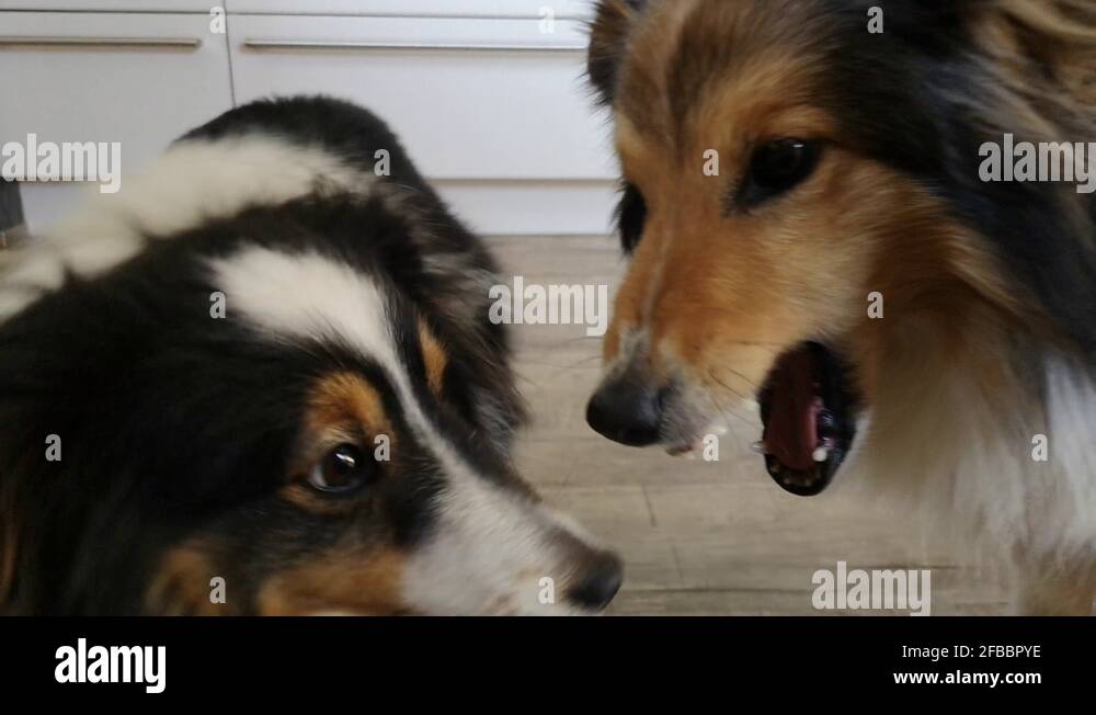 Two Shetland Sheepdogs in a house. One of them bared its teeth! Stock ...