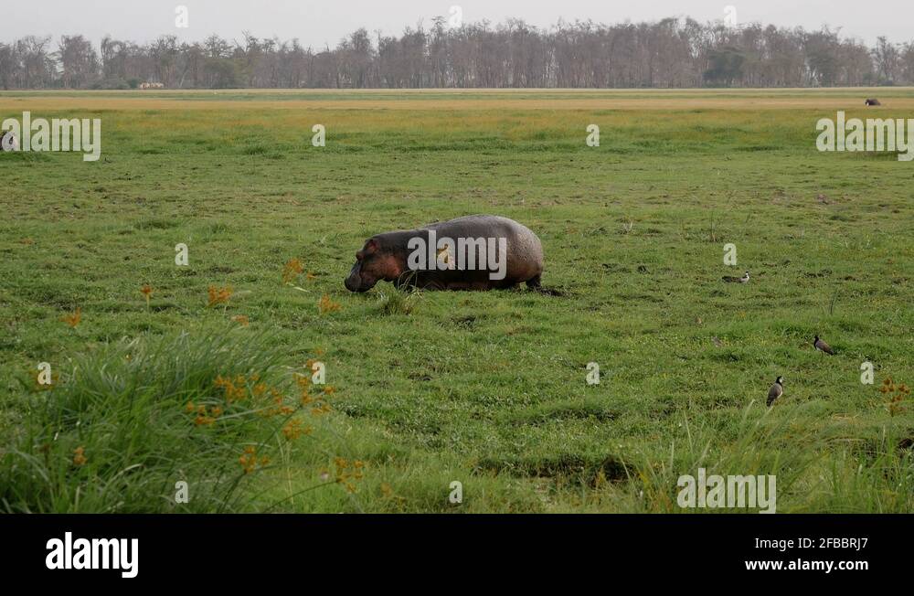 Knee deep in mud Stock Videos & Footage - HD and 4K Video Clips - Alamy