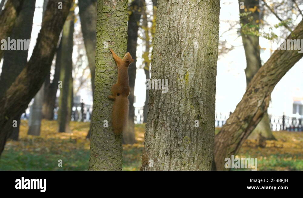 Creeps up trees Stock Videos & Footage - HD and 4K Video Clips - Alamy