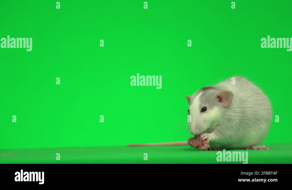 Rat meat Stock Videos & Footage - HD and 4K Video Clips - Alamy