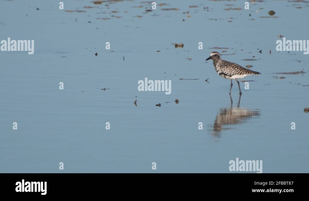 Large species of sandpiper Stock Videos & Footage - HD and 4K Video ...
