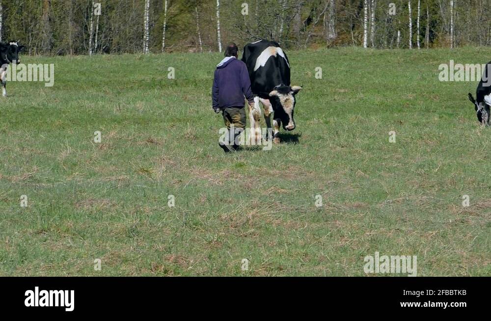 White cocky Stock Videos & Footage - HD and 4K Video Clips - Alamy