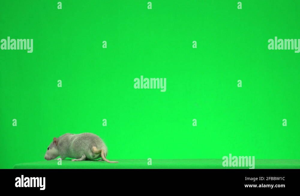 Dumbo rats Stock Videos & Footage - HD and 4K Video Clips - Alamy