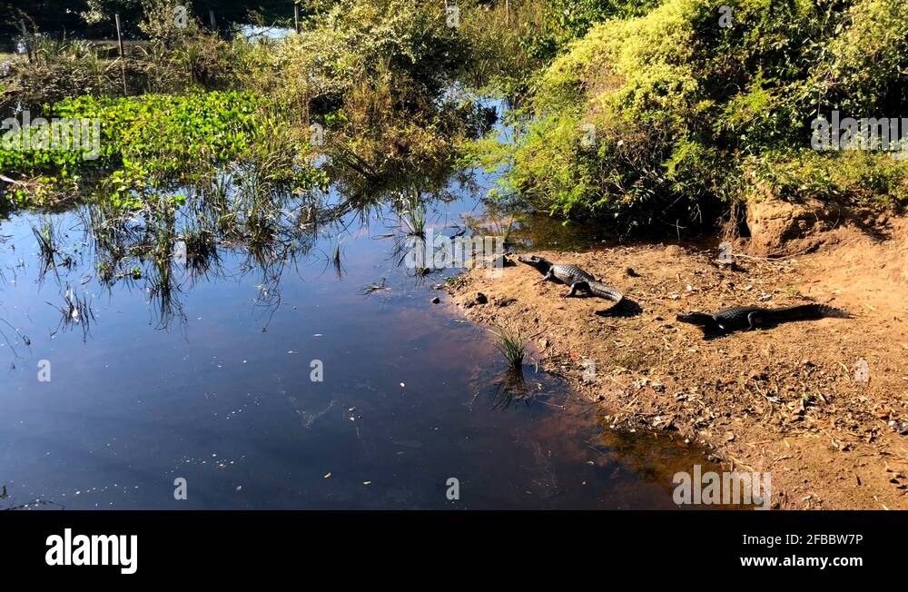 Two pantanal caimans on Stock Videos & Footage - HD and 4K Video Clips ...