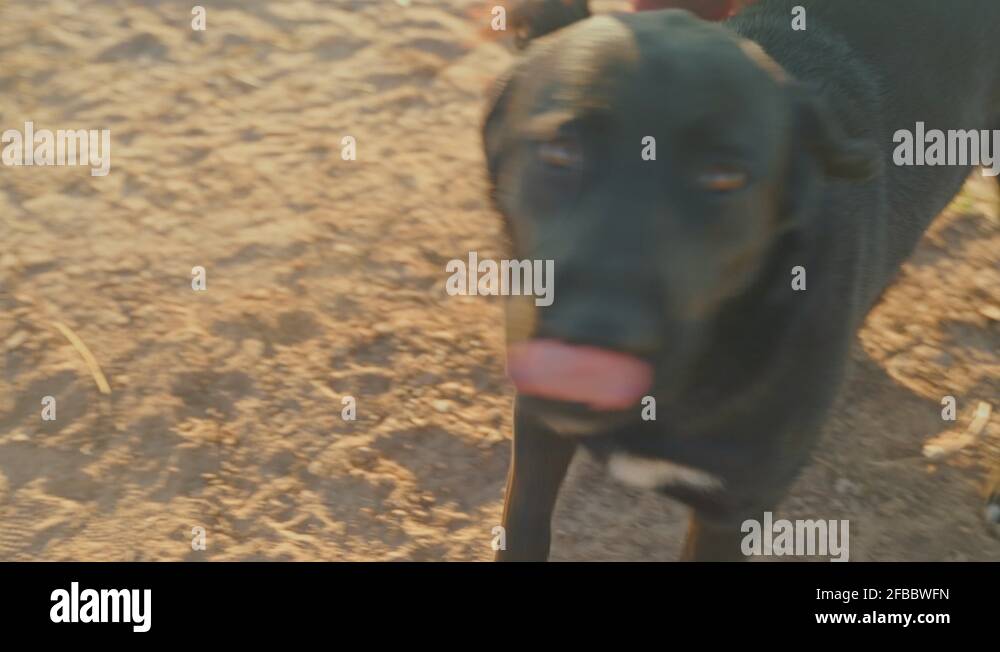 Labrador stretching Stock Videos & Footage - HD and 4K Video Clips - Alamy