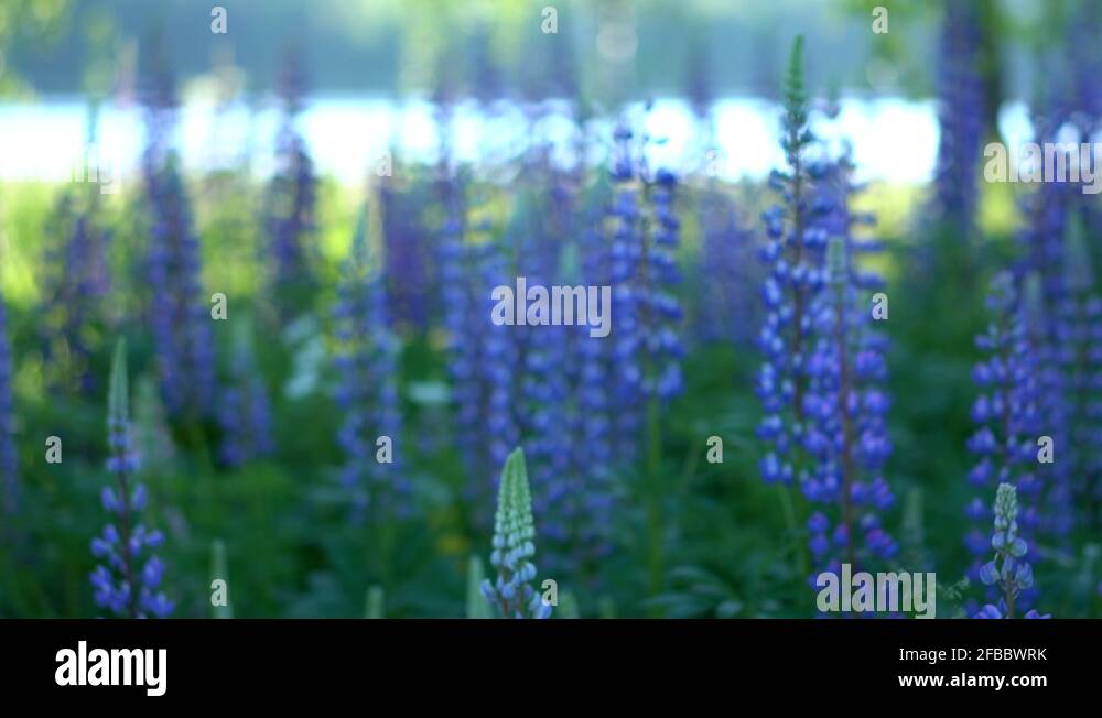 Blue lupin lupinus polyphyllus Stock Videos & Footage - HD and 4K Video ...