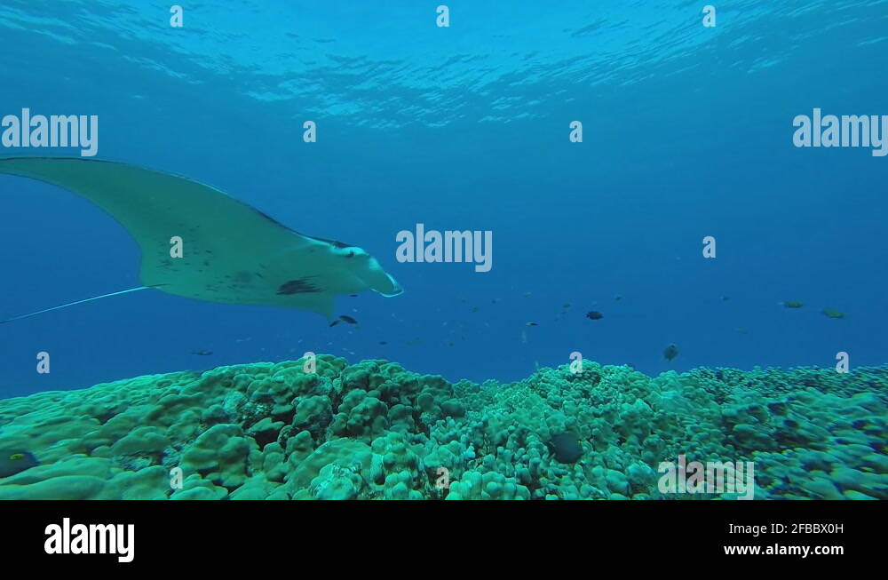 Under water observatory Stock Videos & Footage - HD and 4K Video Clips ...