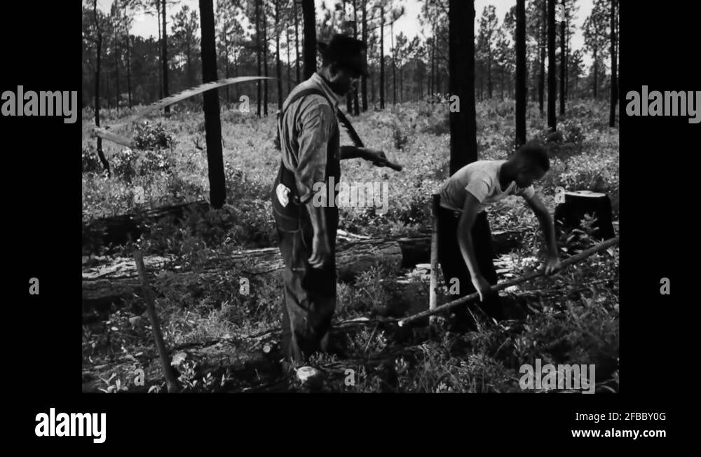 Mark tree Stock Videos & Footage - HD and 4K Video Clips - Alamy