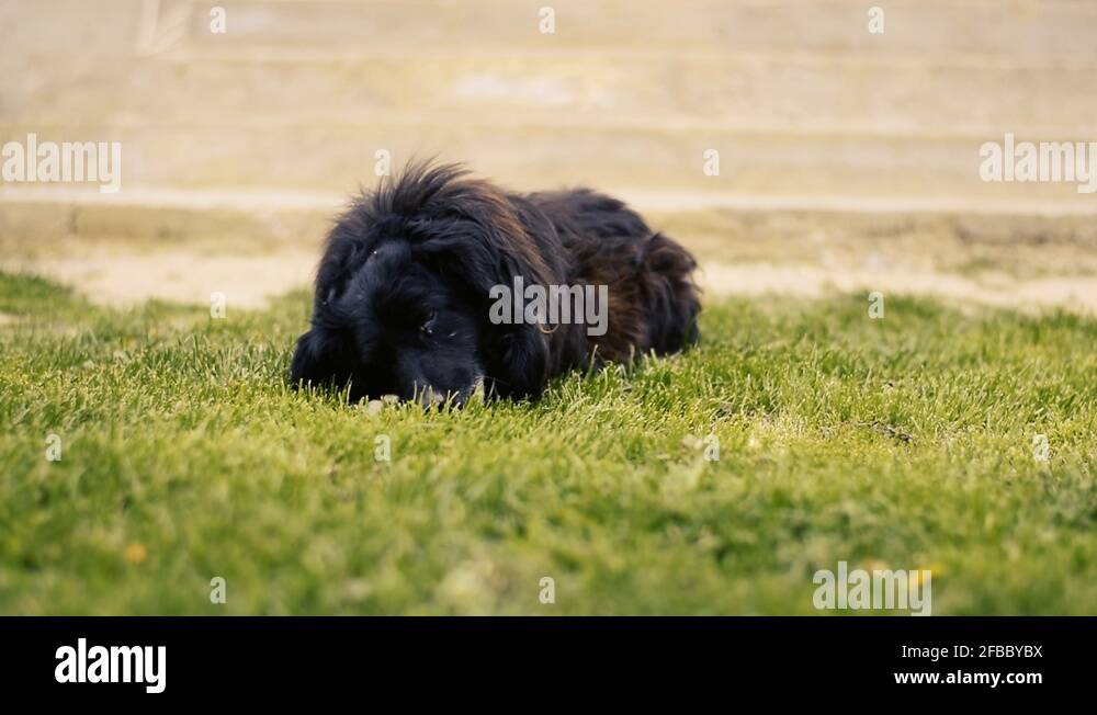 Dog eating raw meat Stock Videos & Footage - HD and 4K Video Clips - Alamy