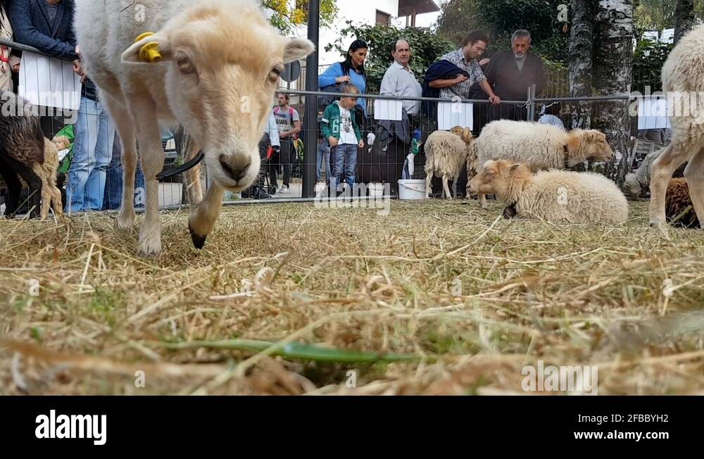 Dwarf sheep Stock Videos & Footage - HD and 4K Video Clips - Alamy