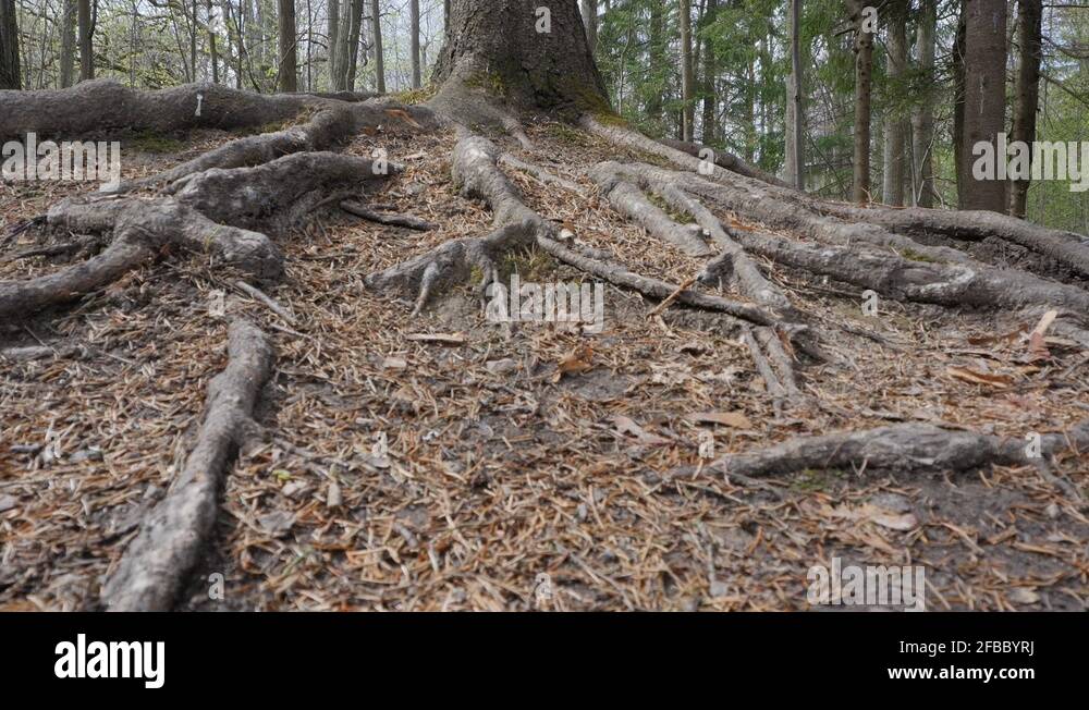 Surface Tree Roots Stock Videos And Footage Hd And 4k Video Clips Alamy