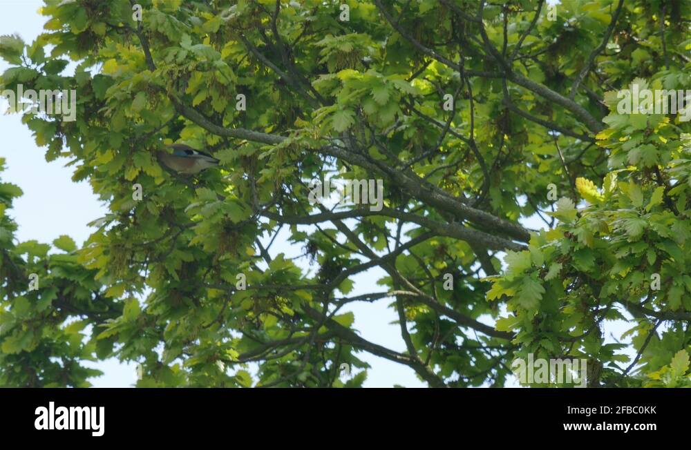 Windy germany tree Stock Videos & Footage - HD and 4K Video Clips - Alamy