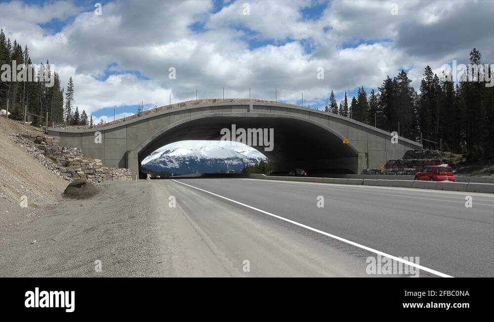 Animal overpass highway Stock Videos & Footage - HD and 4K Video Clips ...