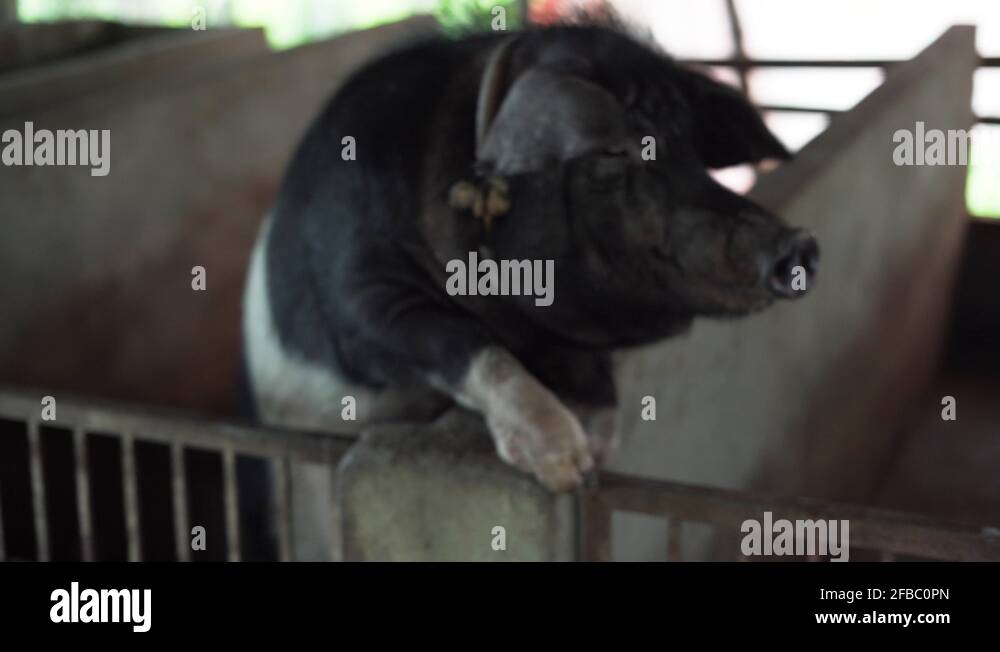 Huge pig farm Stock Videos & Footage - HD and 4K Video Clips - Alamy