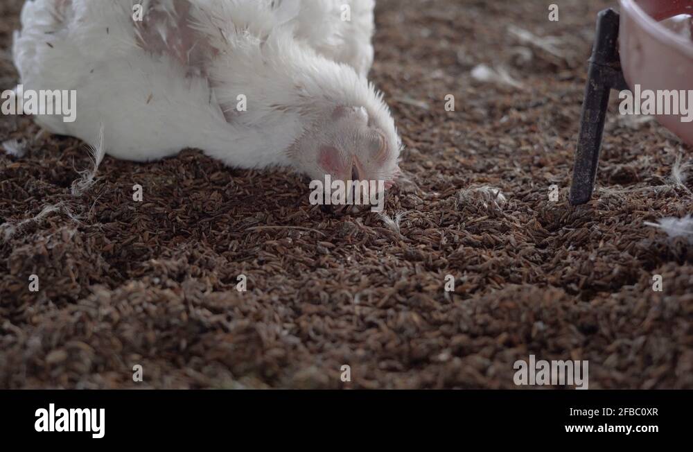 Deadly beast Stock Videos & Footage - HD and 4K Video Clips - Alamy