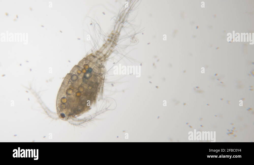 Parasitic copepoda Stock Videos & Footage - HD and 4K Video Clips - Alamy