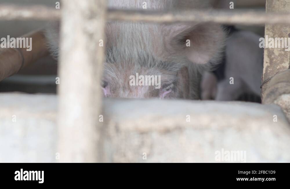 Trapped pig in a congested bamboo cage, pig farming industry, close up ...