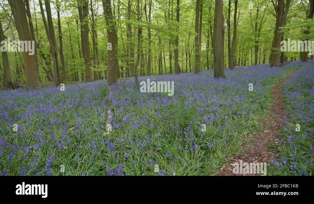 Bluebell photography Stock Videos & Footage - HD and 4K Video Clips - Alamy