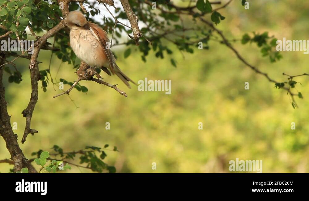 Dull feathers Stock Videos & Footage - HD and 4K Video Clips - Alamy
