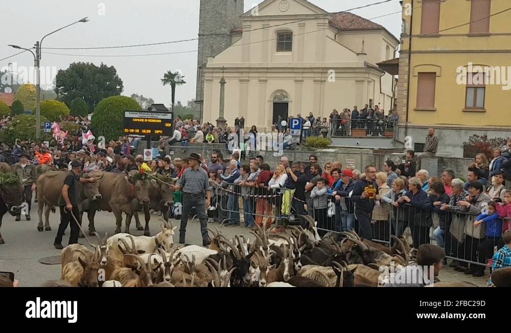 Transhumance migration Stock Videos & Footage - HD and 4K Video Clips ...